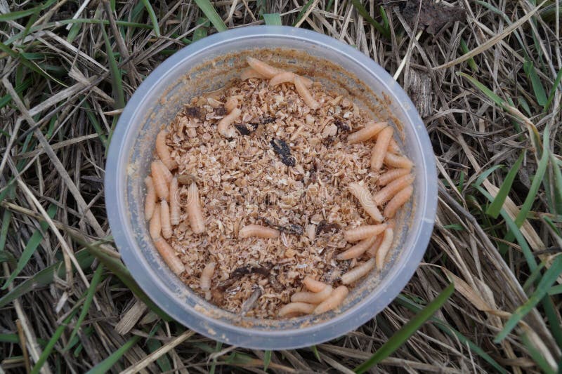 White Maggot - Bait For Fish Stock Image - Image of worm, sawdust: 52744149