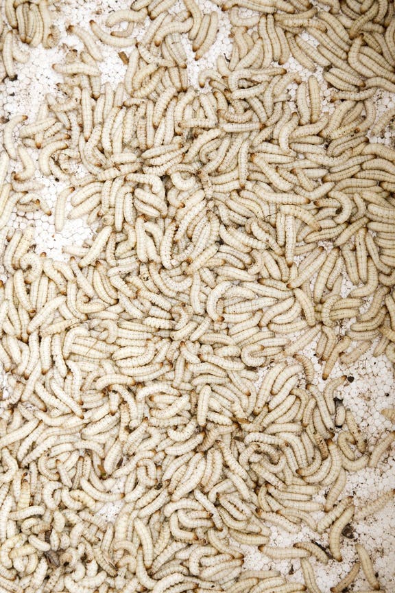 1,439 Maggots Stock Photos - Free & Royalty-Free Stock Photos from ...