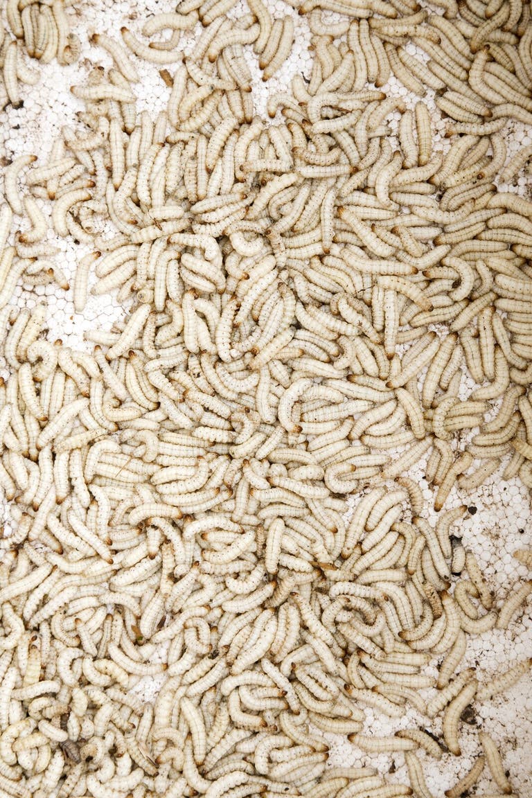 1,439 Maggots Stock Photos - Free & Royalty-Free Stock Photos from ...