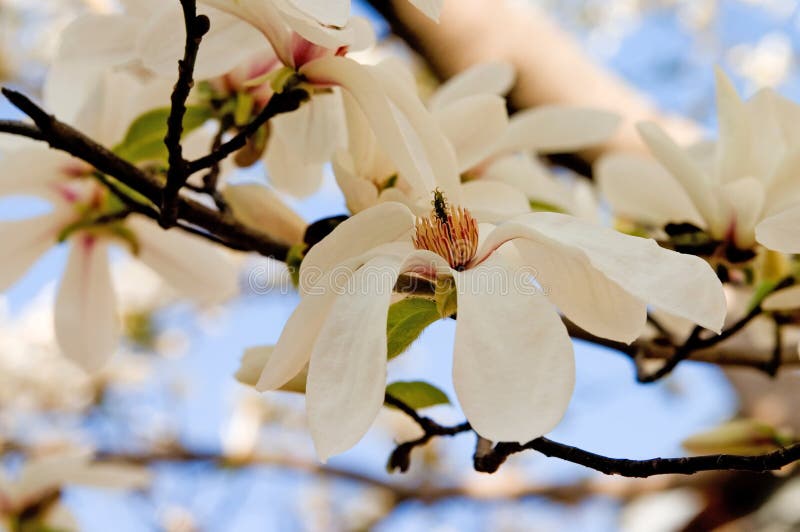 White magnolia stock photo. Image of outdoor, flowers, pure - 641862