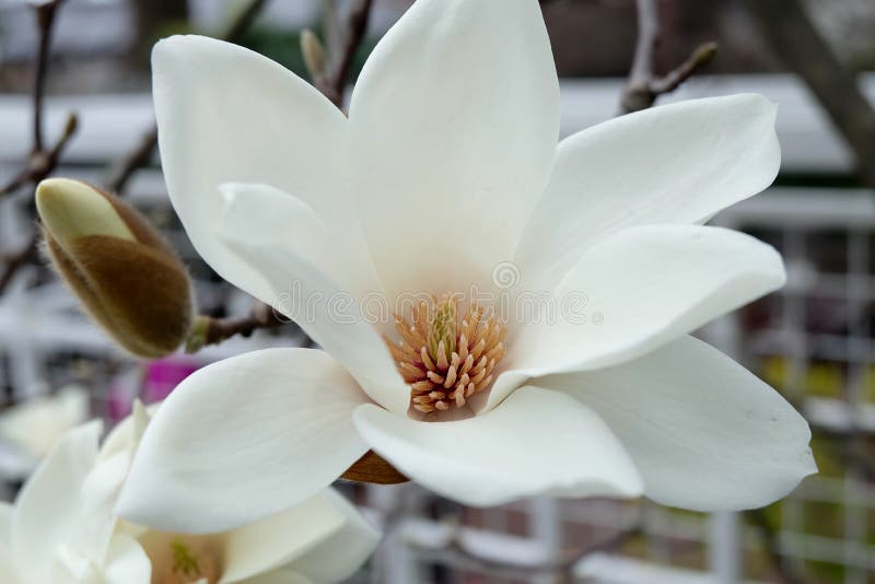 White magnolia stock photo. Image of nature, light, beauty - 69671230
