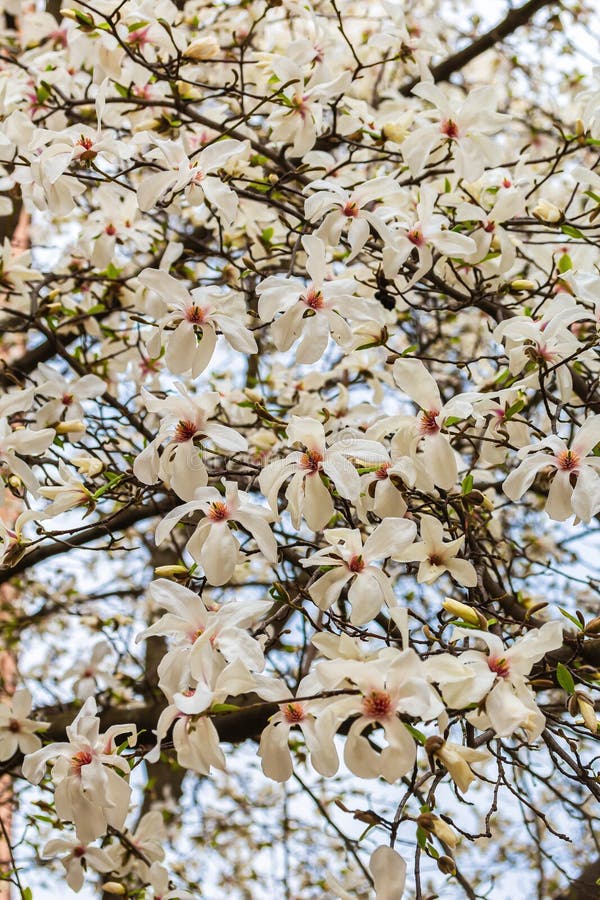 White Magnolia Blooming in Spring. Natural Background Stock Image ...