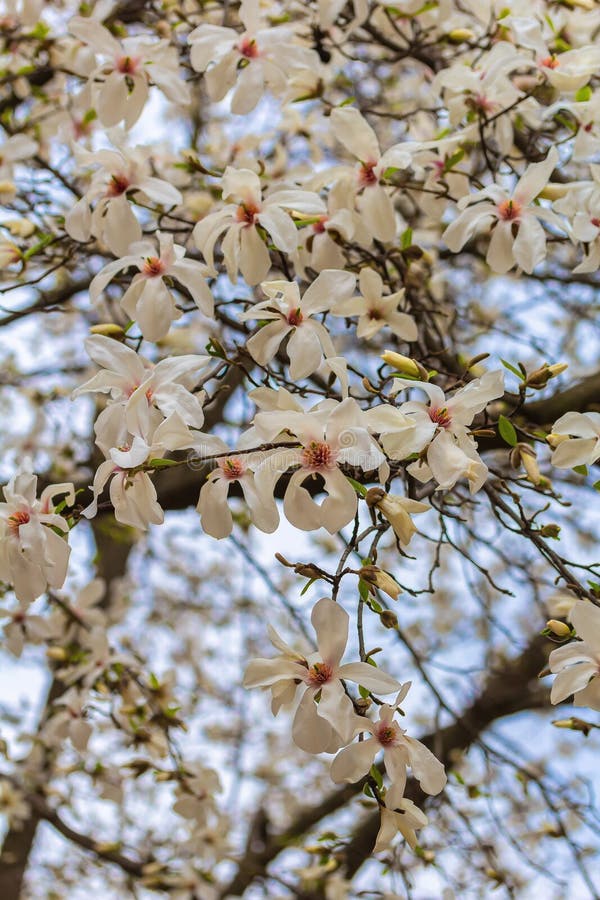 White Magnolia Blooming in Spring. Natural Background Stock Photo ...