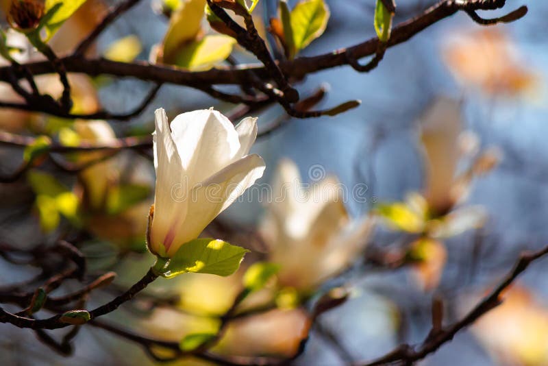 White Magnolia Blossom on a Sunny Day Stock Image - Image of tree ...