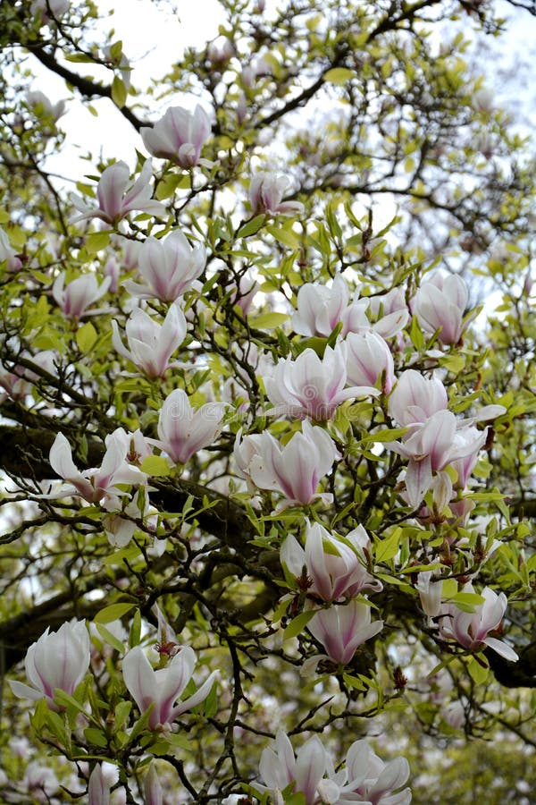 White Magnolia Blossoms on the Tree Magnoliaceae Stock Image - Image of ...