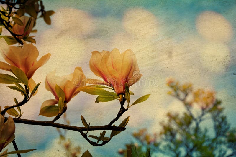 White Magnolia Blossoms on the Tree with Texture Magnoliaceae Stock ...