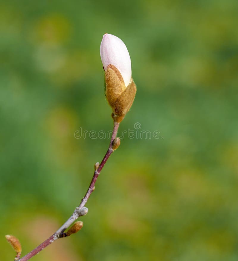 White Magnolia Buds in Spring Stock Photo - Image of delicate, macro ...