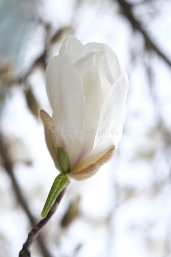 White Magnolia Flower on the Background of the Sky Stock Photo - Image ...