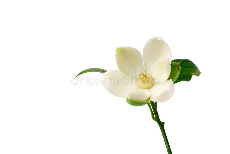 Magnolia Flower Top View Isolated on White Stock Image - Image of ...