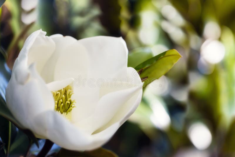 Magnolia Flower Top View Isolated on White Stock Image - Image of ...