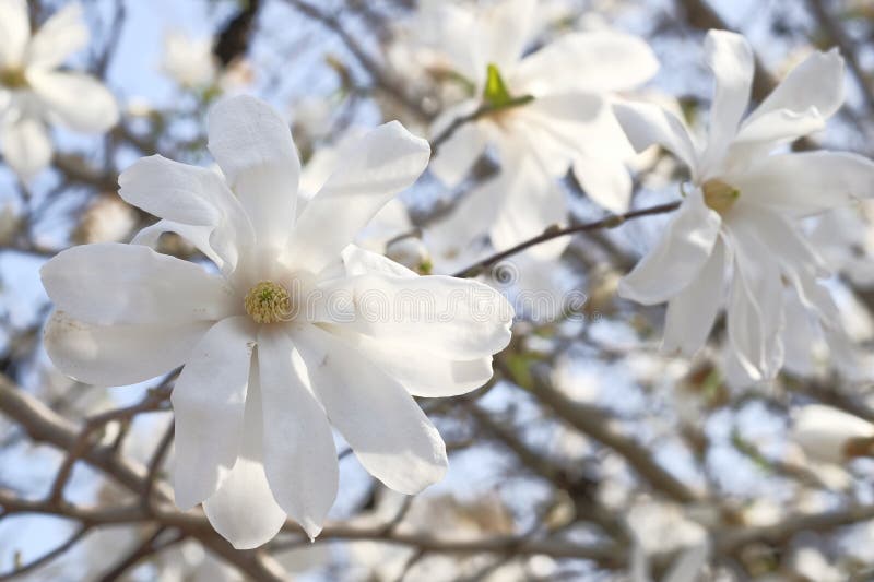 White Magnolia Flowers on the Background of Bright Blue Sky Stock Image ...
