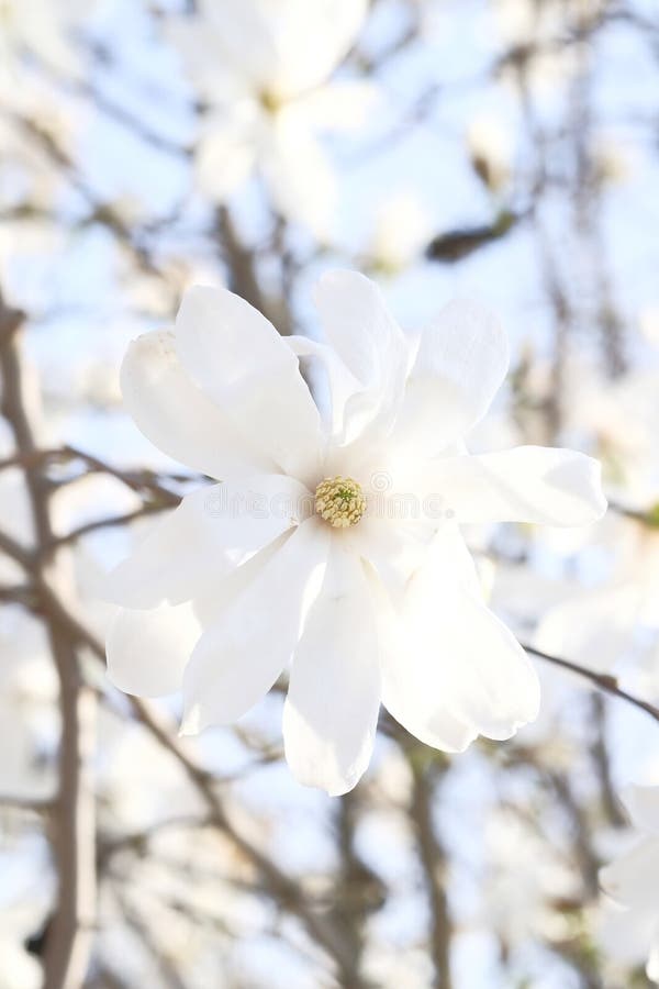 White Magnolia Flowers on the Background of Bright Blue Sky Stock Photo ...