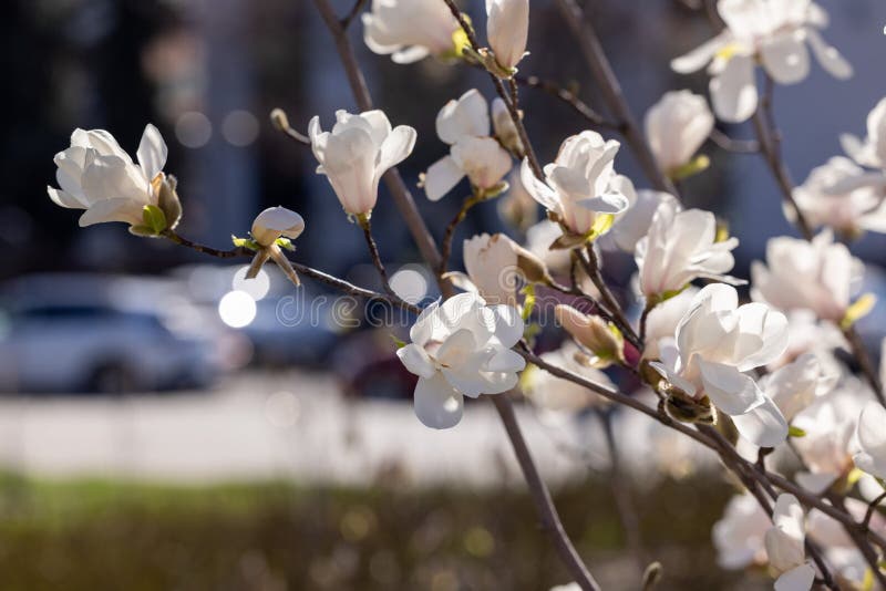 White Magnolia Flowers Blooming on Tree Branch in Spring Stock Photo ...