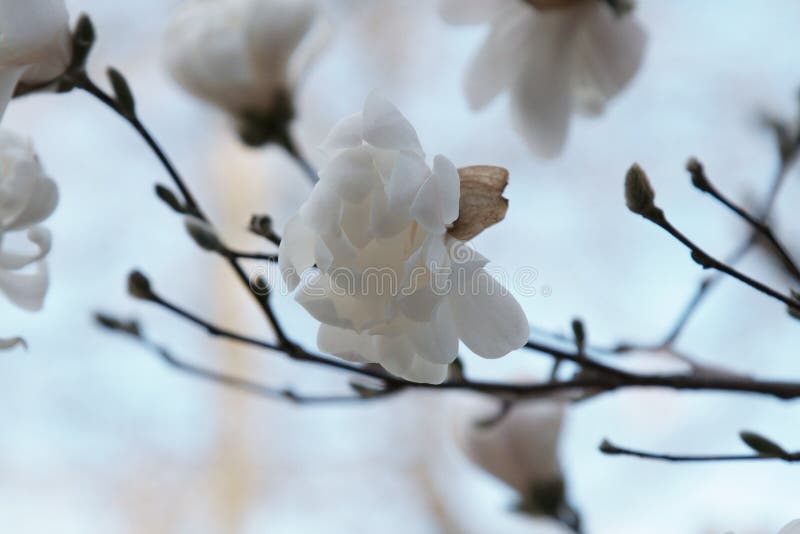 White Magnolia flowers stock image. Image of fresh, blooming - 145882407
