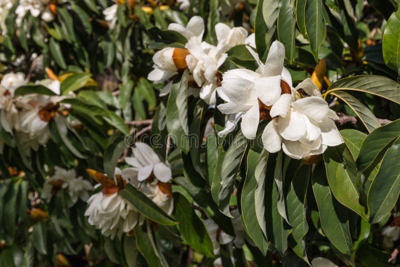 Magnolia Doltsopa Known As Temple Magnolia, Sweet Michelia, Michelia ...