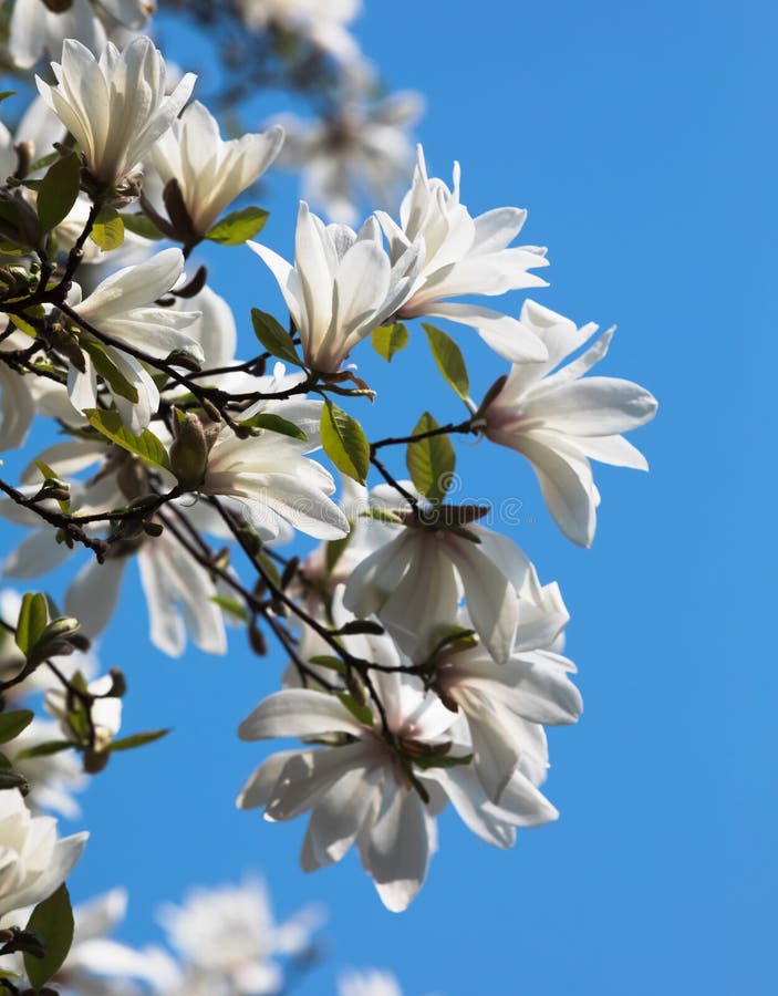 White magnolia flowers stock image. Image of blooming - 90054063