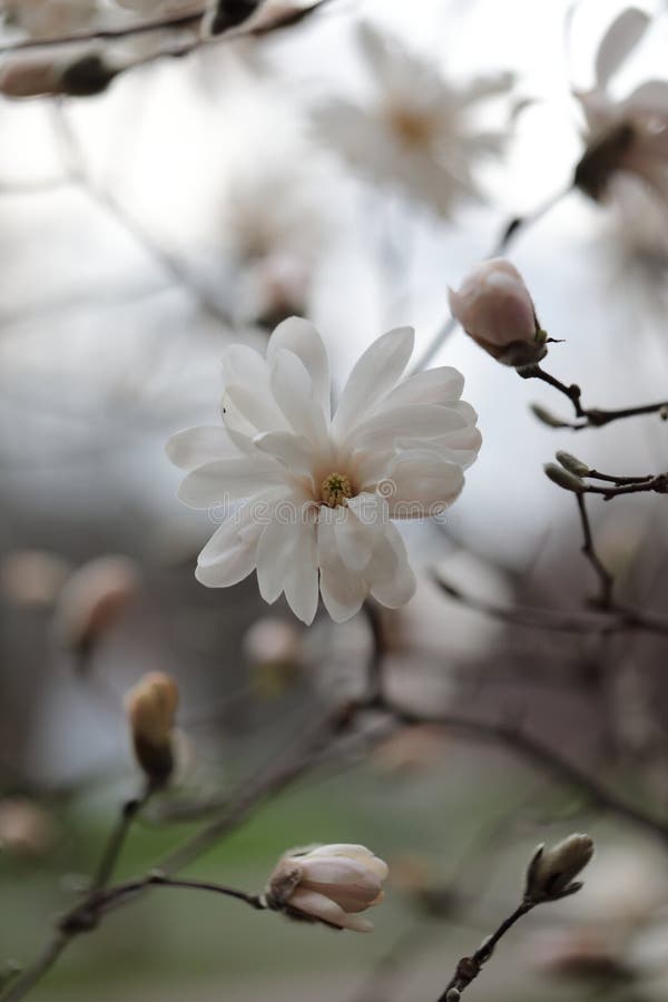 White Magnolia Flowers in Spring Season Stock Photo - Image of floral ...