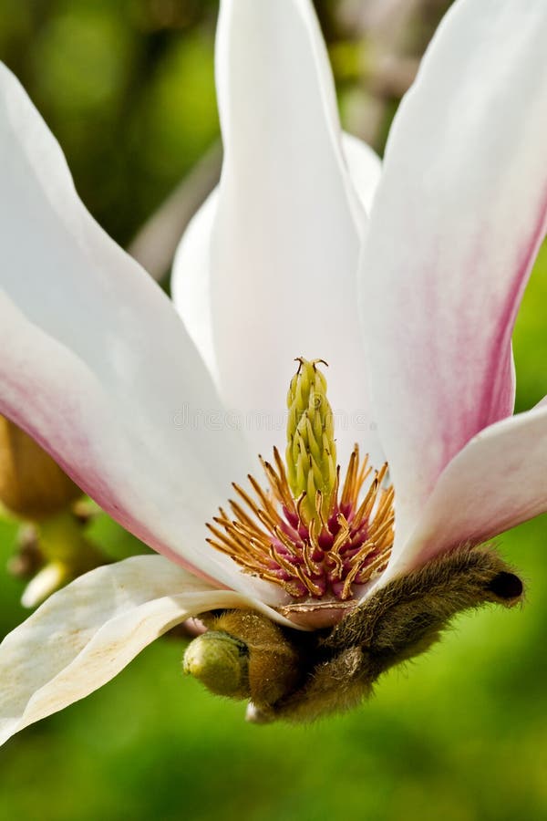 White magnolia stock photo. Image of fresh, arbor, plant - 19191782