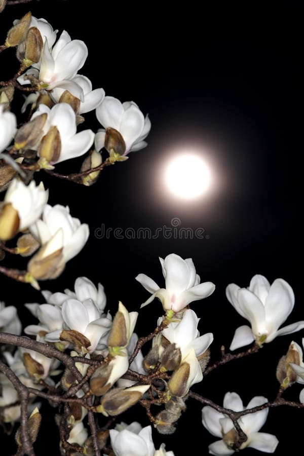 White Magnolia and the Moon in the Spring Night Stock Photo - Image of ...