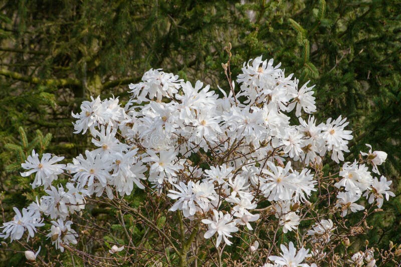 White magnolia shrub stock photo. Image of flower, flora - 144043940