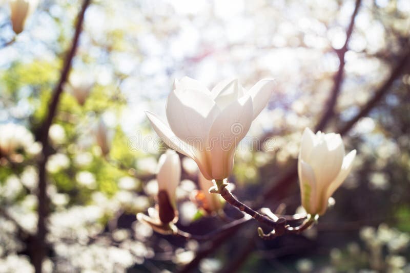 White magnolia and sun ray stock image. Image of background - 115033983