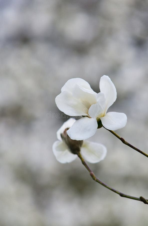 Magnolia tree in blossom stock image. Image of park - 144977099
