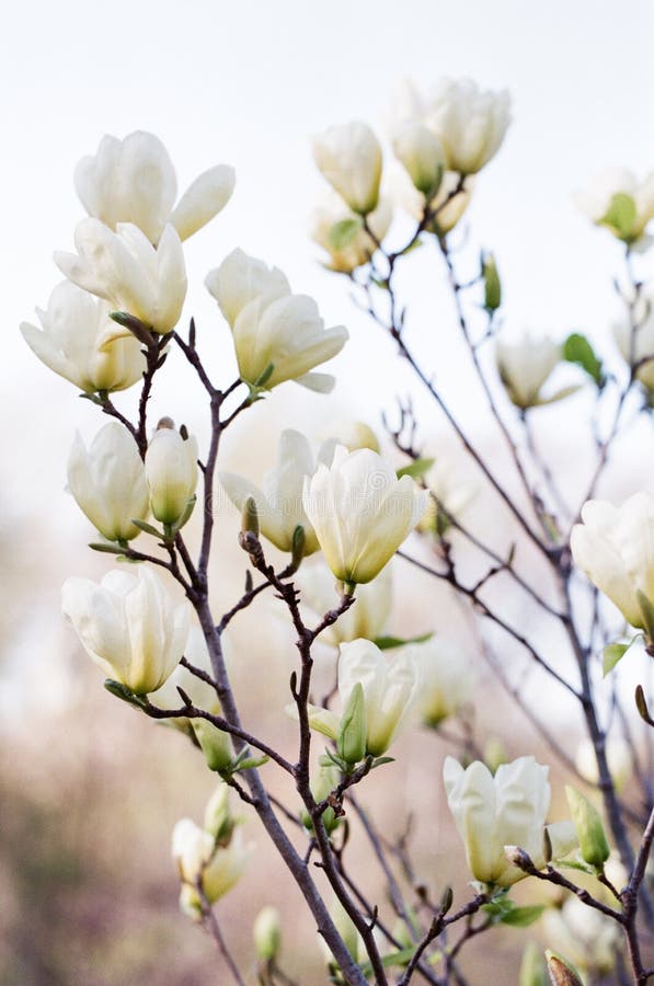Branches of Magnolia Tree in Full Bloom Stock Image - Image of bloom ...