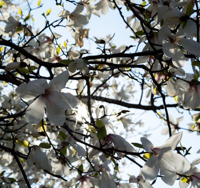 White Magnolia Tree in Spring Stock Photo - Image of spring, leaf: 90451878