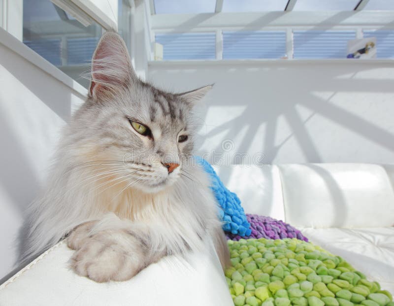 White Maine Coon cat stock image. Image of rests, fury - 26948213