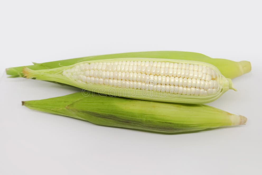 White Maize Corn stock image. Image of fresh, natural - 110768147