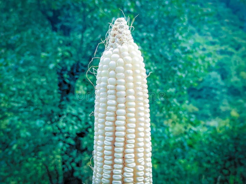 White Maize Corn stock photo. Image of produce, background - 110768170