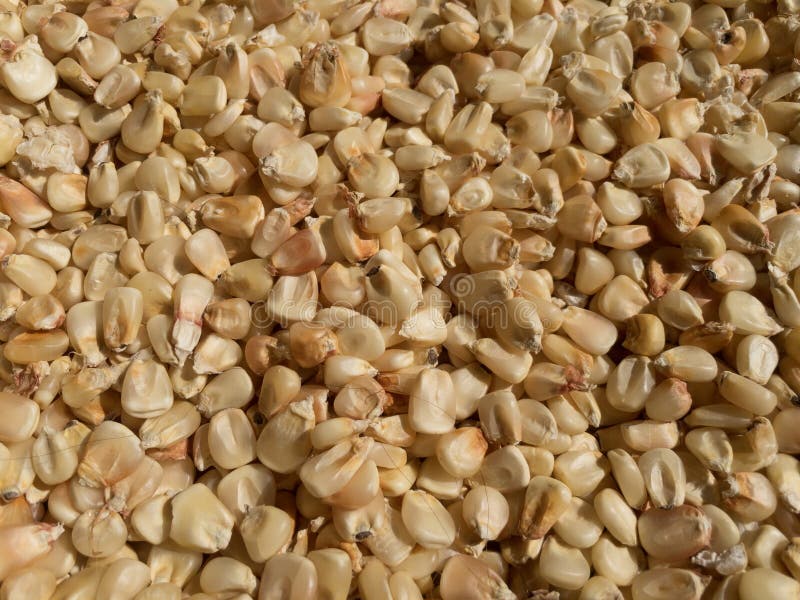 White Maize Grains or Organic Maize Seeds Stock Image - Image of cereal ...
