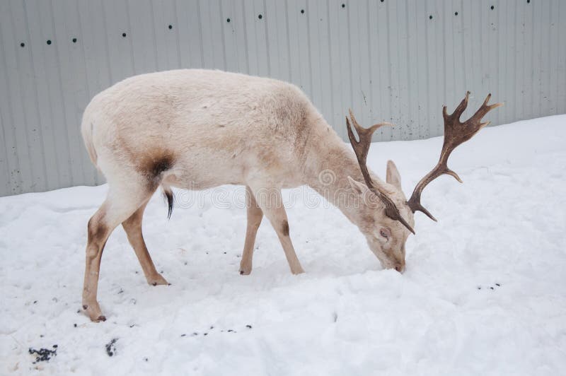 White male deer stock photo. Image of adult, deer, color - 83942834