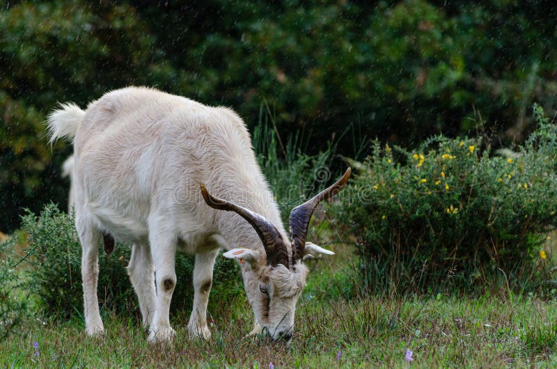White Male Goat Grazing in the Bush Stock Image - Image of goat ...