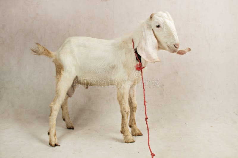 White Male Goat with Red Rope Standing in Studio Stock Photo - Image of ...