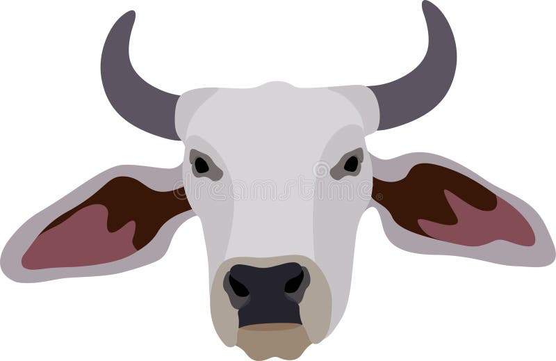White Male Indian Cow. Zebu Bull. Stock Vector - Illustration of ...