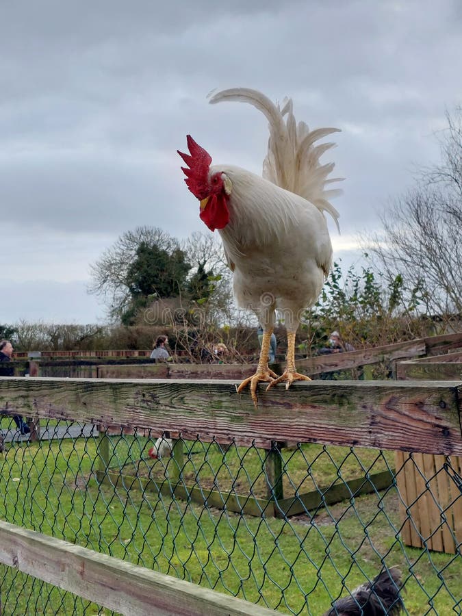 White male rooster stock image. Image of plant, chicken - 238148333