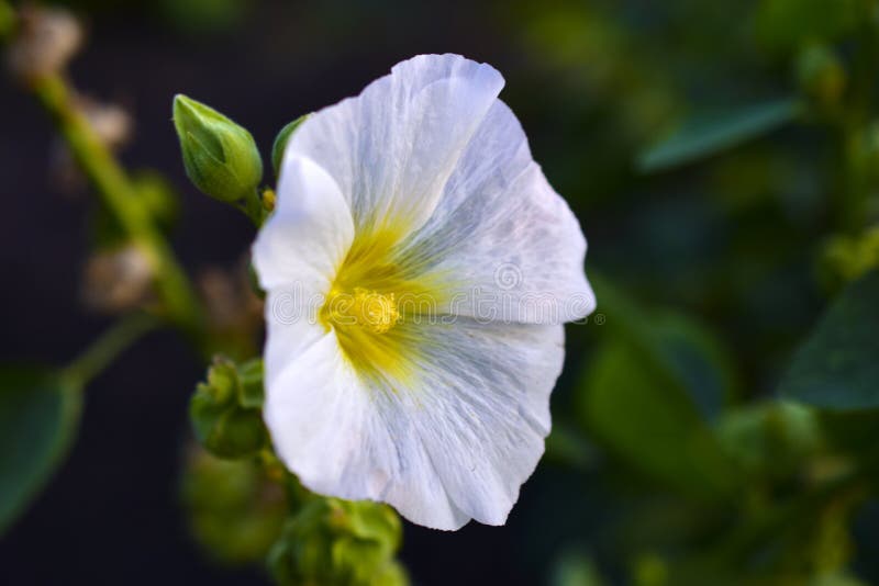 White Mallow Flower in the Evening in Autumn Stock Image - Image of ...
