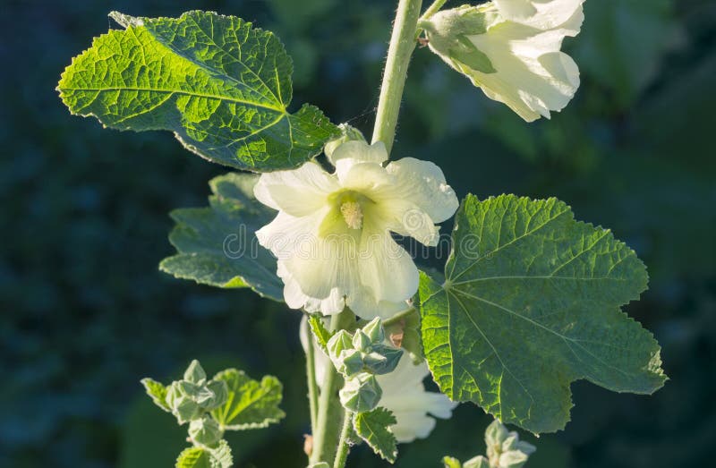 White mallow flower stock photo. Image of decorative - 97147470