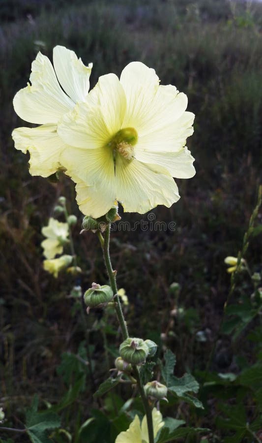 White Mallow Flower. Wild White Mallow in the Mountains Stock Image ...