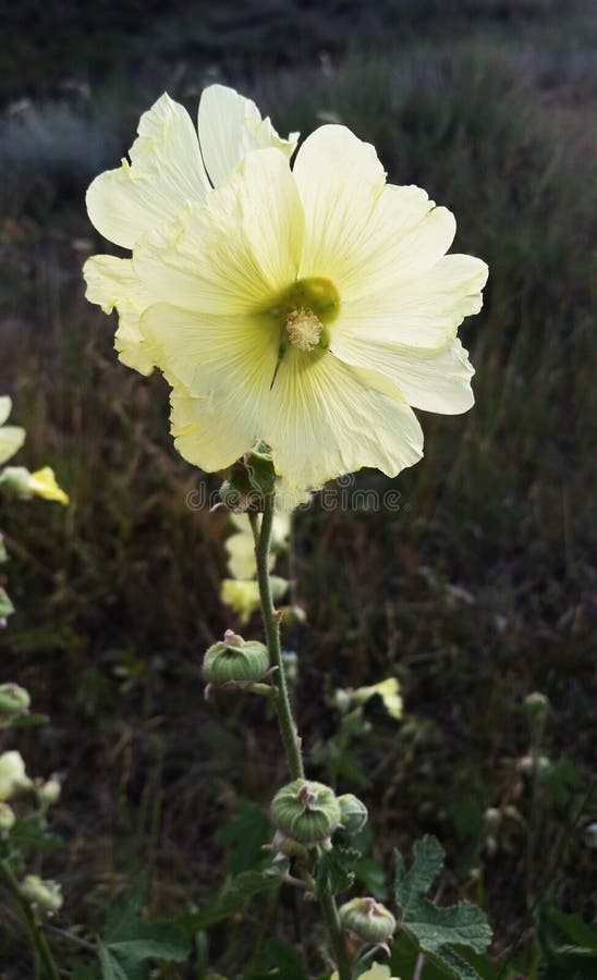 White Mallow Flower. Wild White Mallow in the Mountains Stock Photo ...