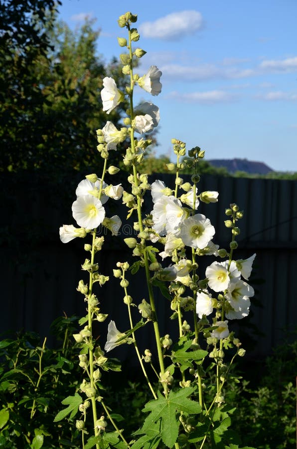 White Mallow Flowers on Summer Cottage in Summer Day. Stock Photo ...