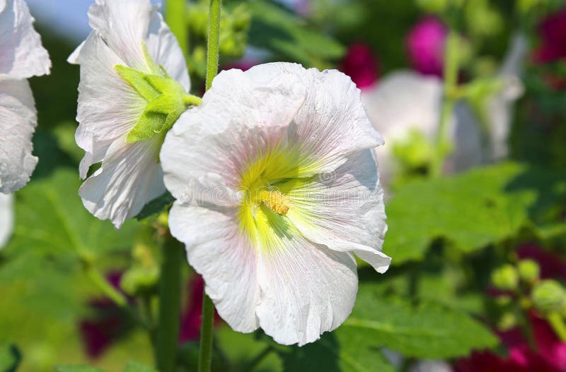 Mallow. White Mallow Flowers In The Rays Of Evening Light In The Summer ...