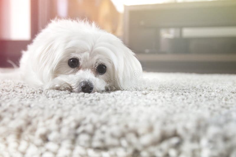 White Maltese Dog Lies on Carpet Stock Image - Image of carpet, cute ...