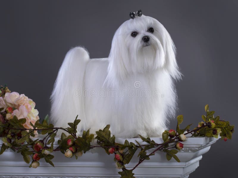 177 Maltese Teeth Stock Photos - Free & Royalty-Free Stock Photos from ...