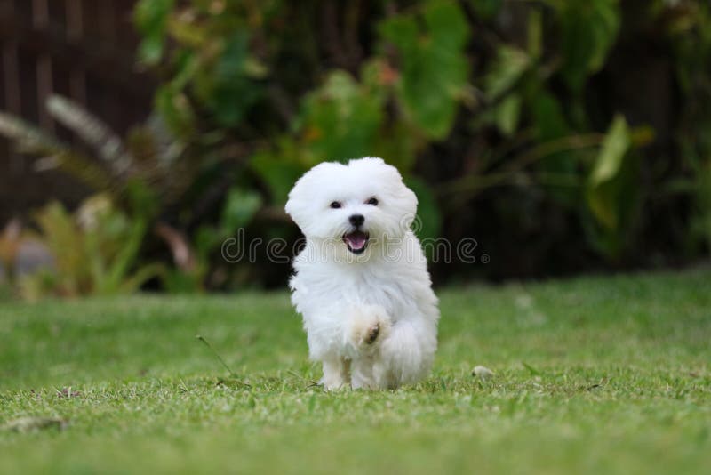 White Maltese Dog Running stock photo. Image of eyes - 65370256