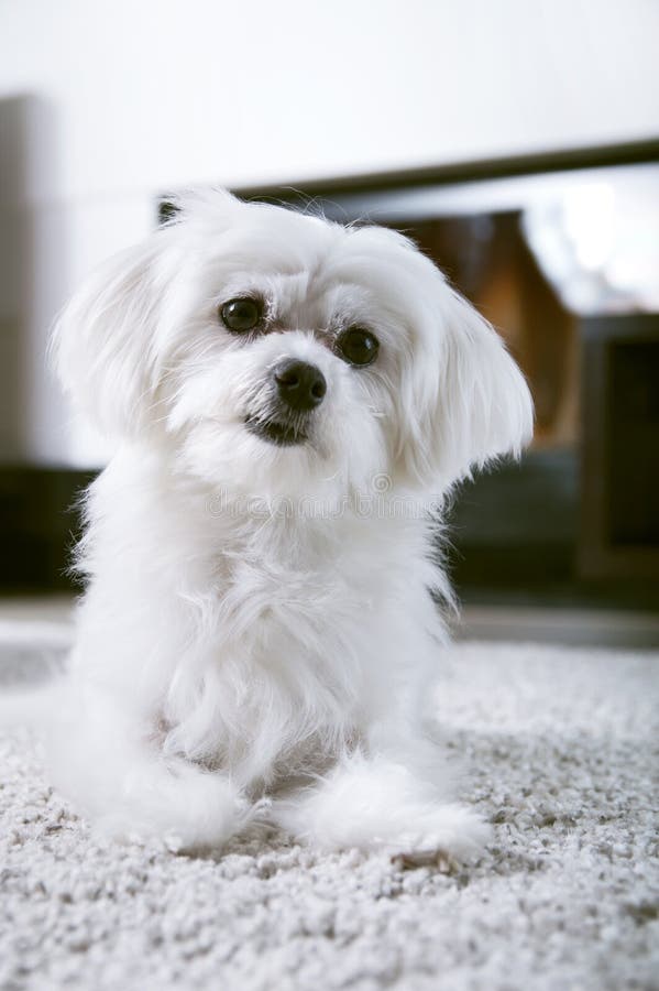 White Maltese Dog Sitting on Carpet Stock Image - Image of bred, pretty ...
