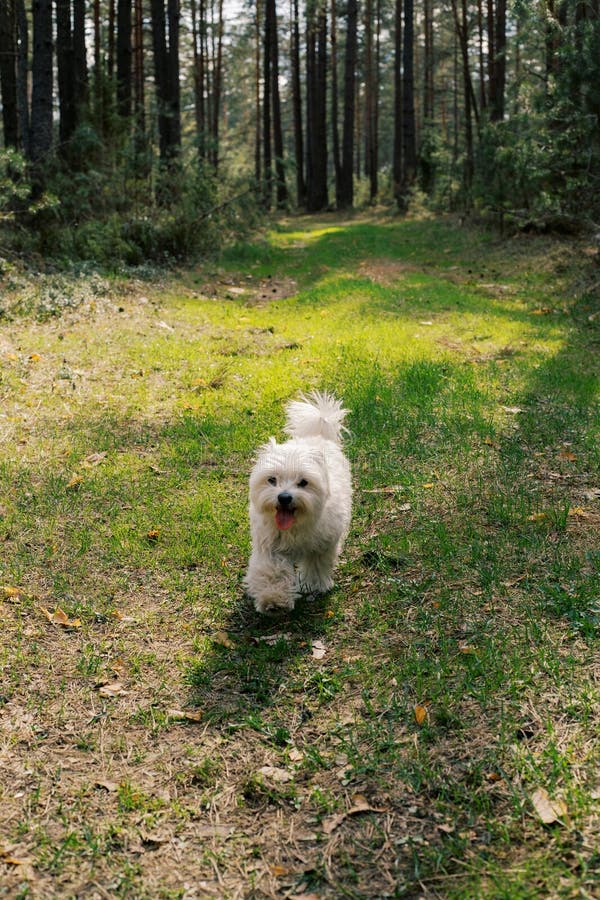 White Maltese Dog Walking Along the Forest Path in Spring Stock Image ...
