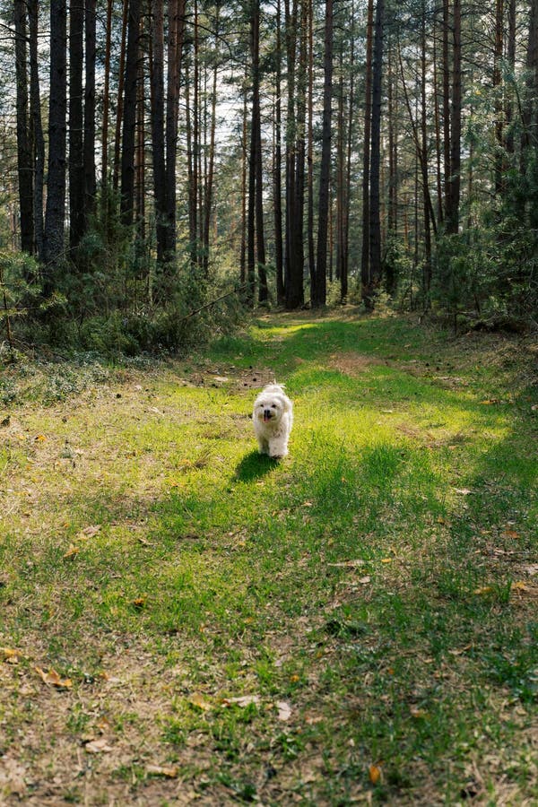 White Maltese Dog Walking Along the Forest Path in Spring Stock Image ...
