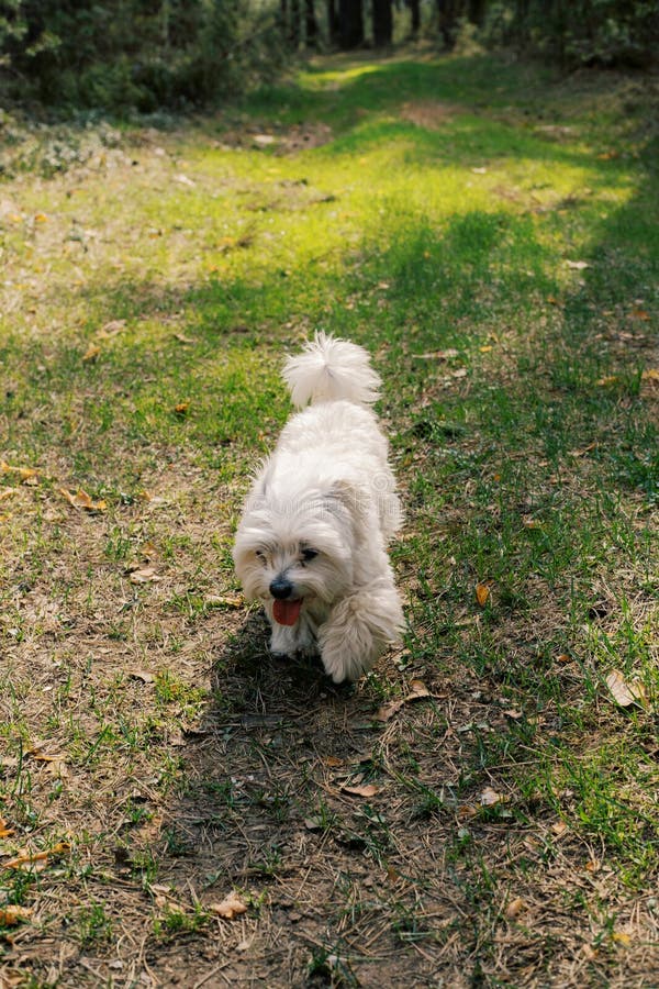 White Maltese Dog Walking Along the Forest Path in Spring Stock Image ...